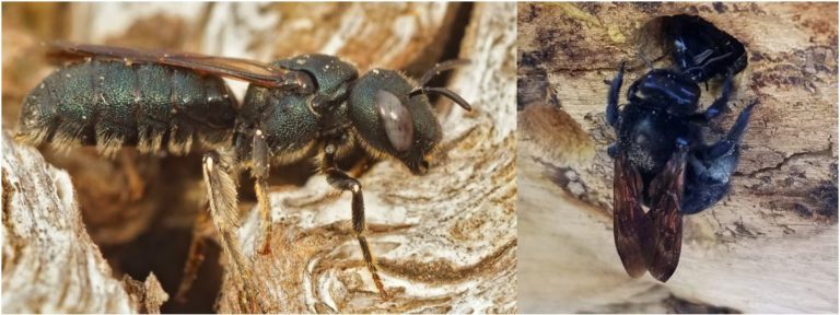 15 Types of Bees Found in Utah! (2025) - Bird Watching HQ