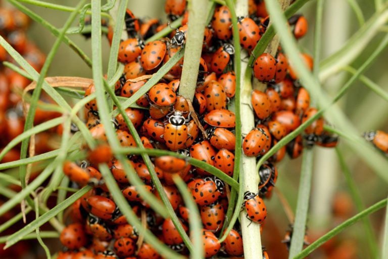 8 Types of Ladybugs Found In Florida! (ID GUIDE) - Bird Watching HQ