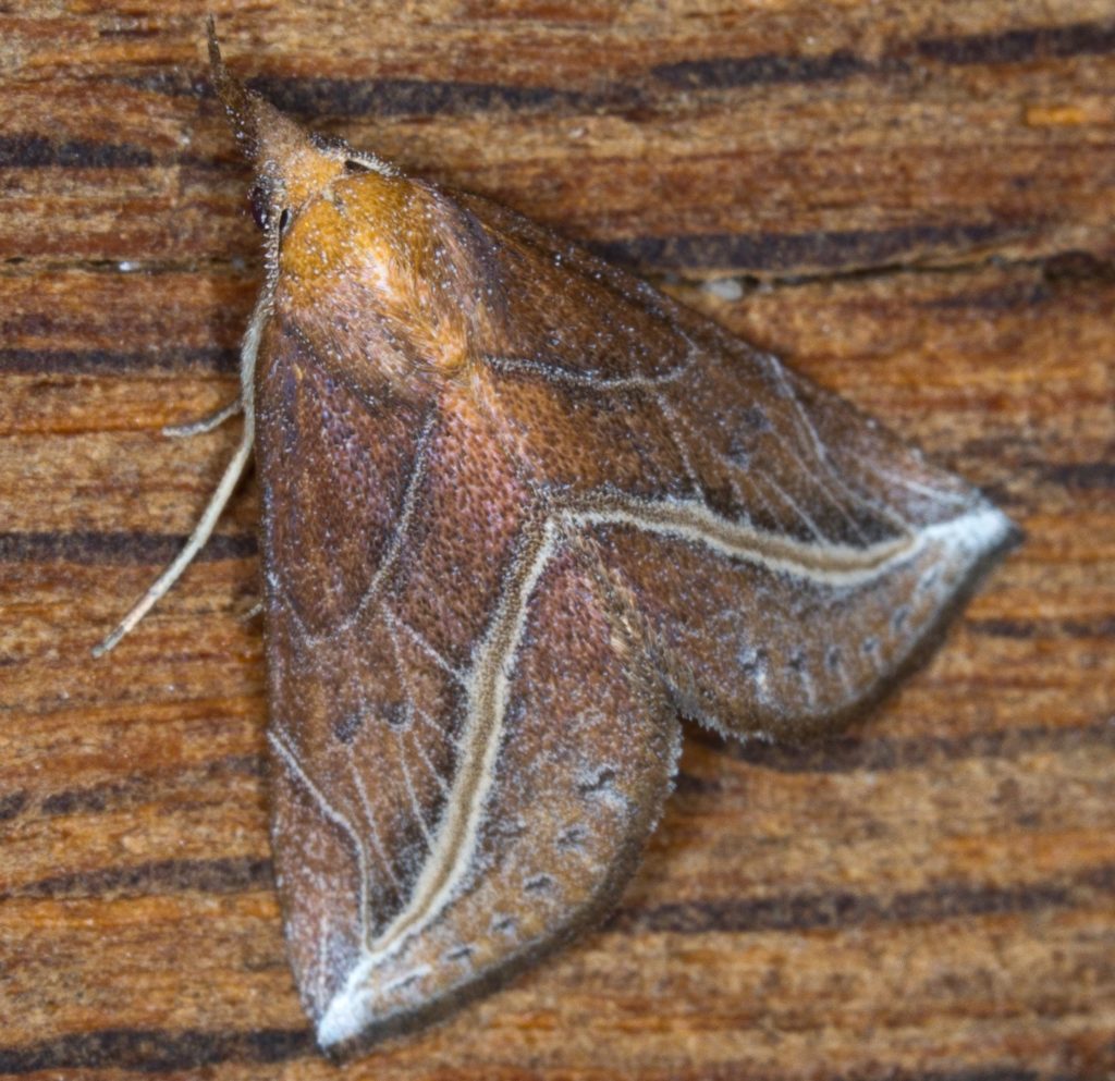 28 Weird (but COMMON) Caterpillars in Vermont (2023) - Bird Watching HQ