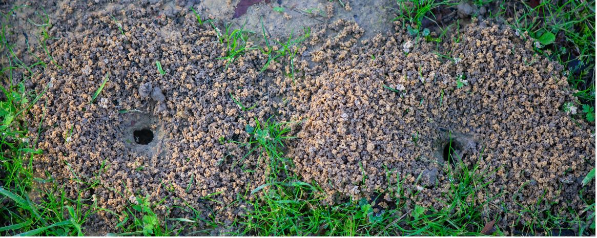 15 Types of Bees Found in Kansas! (2025) - Bird Watching HQ