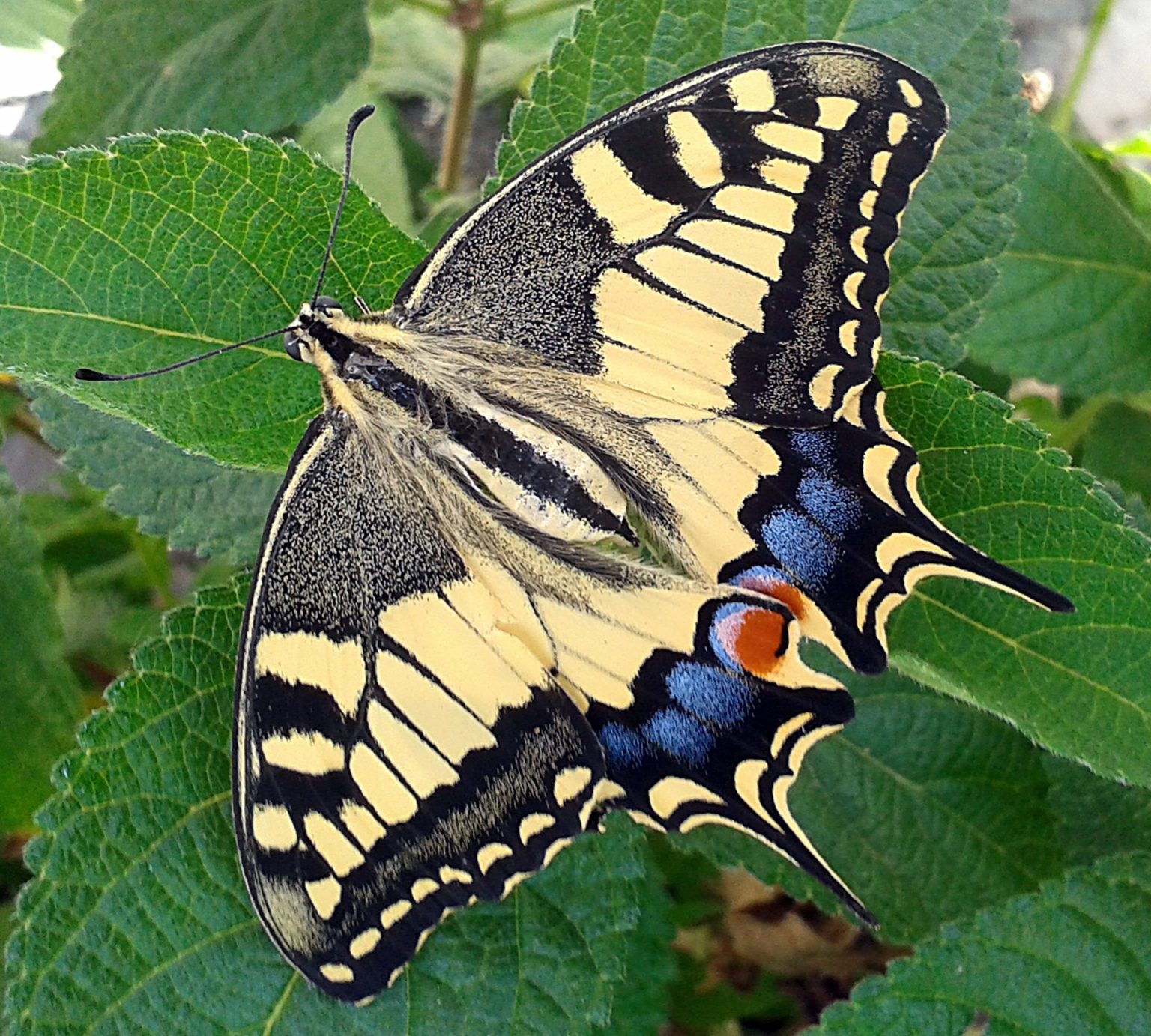 28 Weird (but COMMON) Caterpillars in Vermont (2023) - Bird Watching HQ