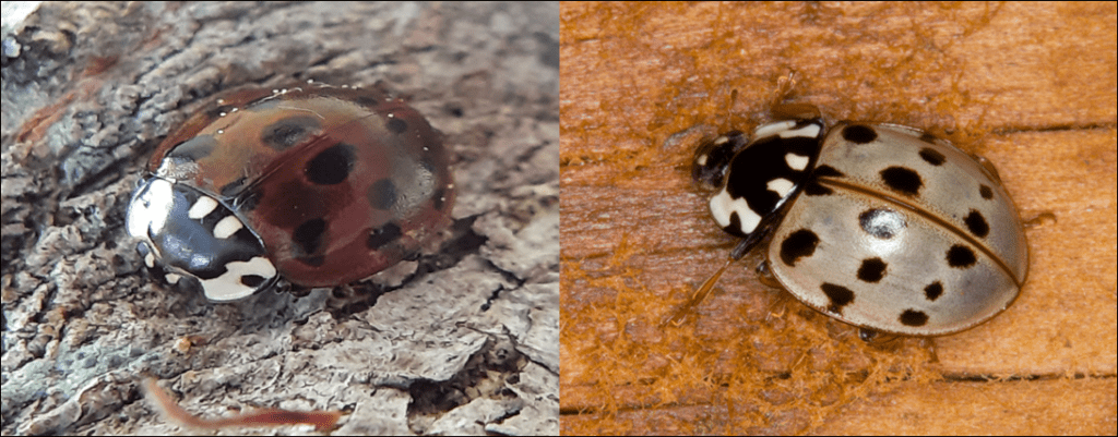 12 Types of Ladybugs Found In Ohio! (ID GUIDE) - Bird Watching HQ