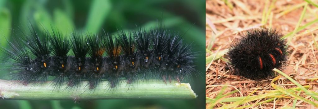 31 Weird (but COMMON) Caterpillars in Wisconsin (2025) - Bird Watching HQ