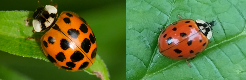 13 Types of Ladybugs Found In Canada! (ID GUIDE) - Bird Watching HQ