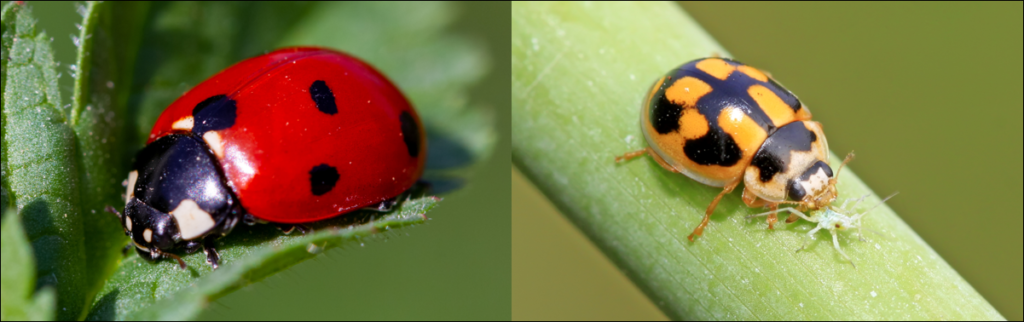 13 Types of Ladybugs Found In Canada! (ID GUIDE) - Bird Watching HQ