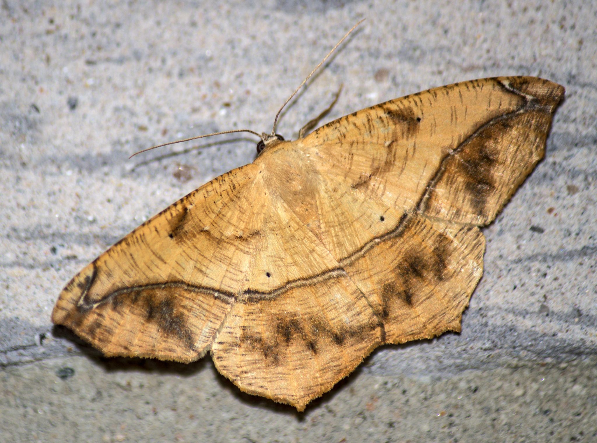 31 Weird (but COMMON) Caterpillars in Wisconsin (2023) - Bird Watching HQ