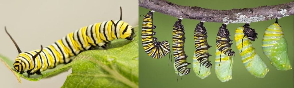31 Weird (but COMMON) Caterpillars in Tennessee (2024) - Bird Watching HQ