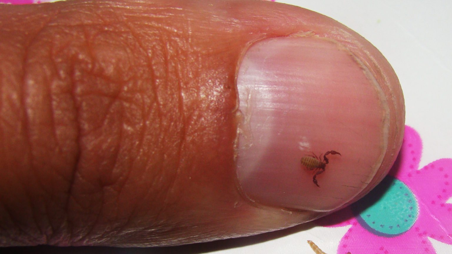 3 Scorpion Species Found in Tennessee! (w/Pics) - Bird Watching HQ