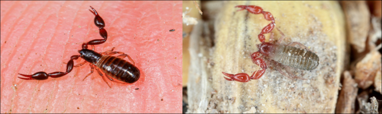 2 Scorpion Species Found in South Carolina! (w/Pics) - Bird Watching HQ