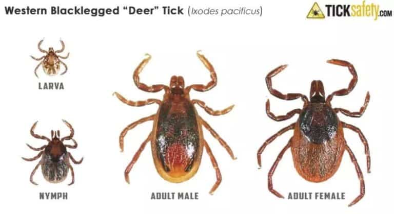 7 Types of Ticks Found In Oregon! (ID GUIDE) - Bird Watching HQ