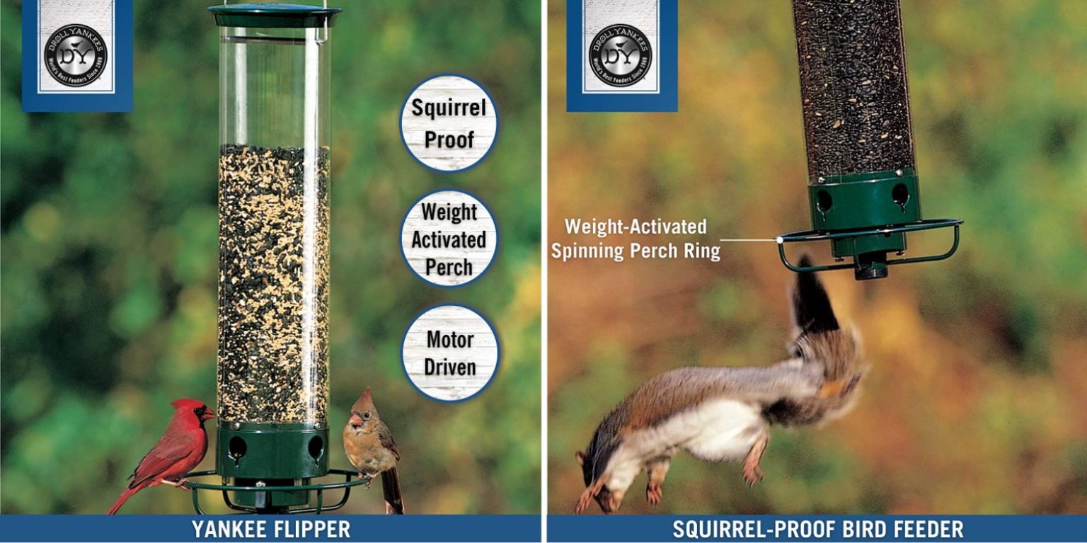 6 BEST Squirrel-Proof Bird Feeders [That Work in 2025] - Bird Watching HQ