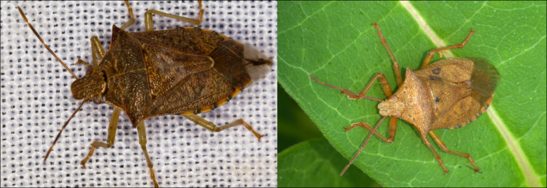 13 Types of Stink Bugs Found In Tennessee! (ID GUIDE) - Bird Watching HQ