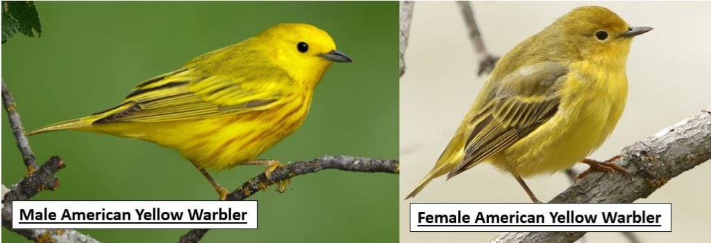 35 Warbler Species Found in Ontario! (w/Pics) - Bird Watching HQ