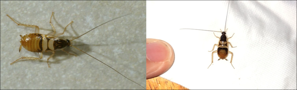 4 Types of Cockroaches Found In Oregon! (ID GUIDE) - Bird Watching HQ