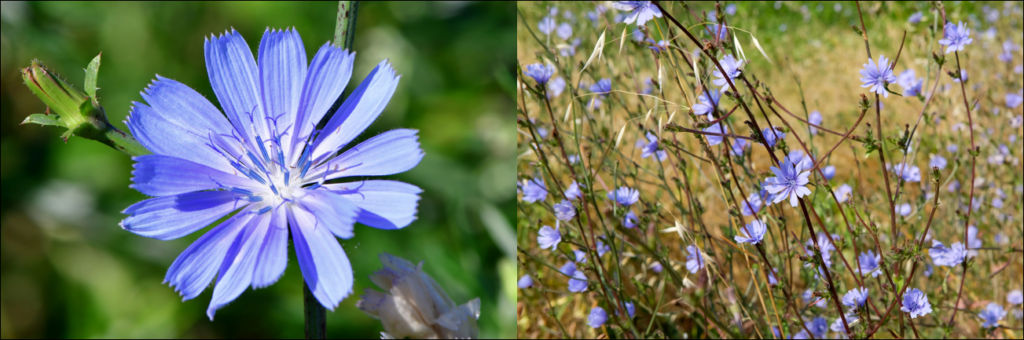 59 Common WILDFLOWERS Found in Canada! (2023) - Bird Watching HQ