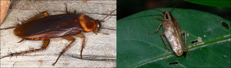 5 Types of Cockroaches Found In New York! (ID GUIDE) - Bird Watching HQ