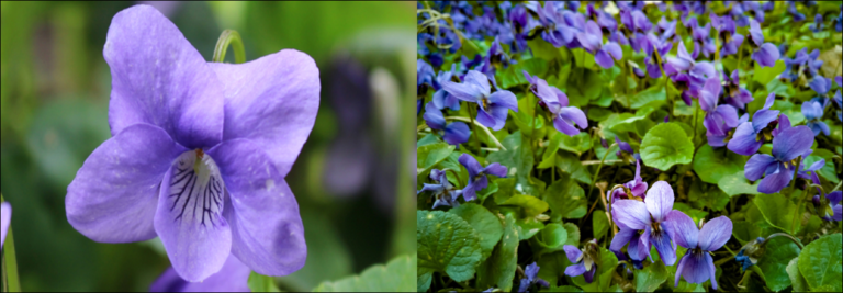 41 Common WILDFLOWERS Found in Florida! (2025) - Bird Watching HQ