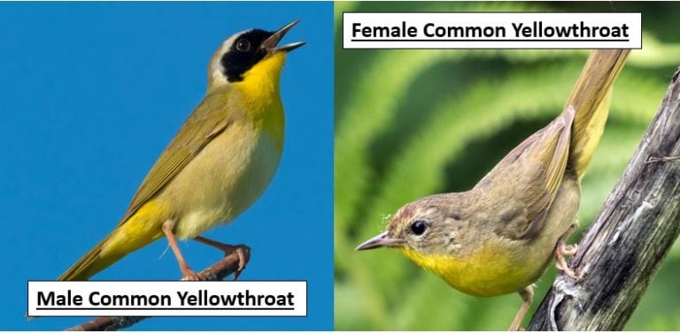 21 Birds That Are YELLOW in Tennessee! (ID GUIDE) - Bird Watching HQ