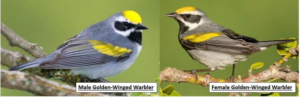 50 Warbler Species Found in the United States! (w/Pics) - Bird Watching HQ