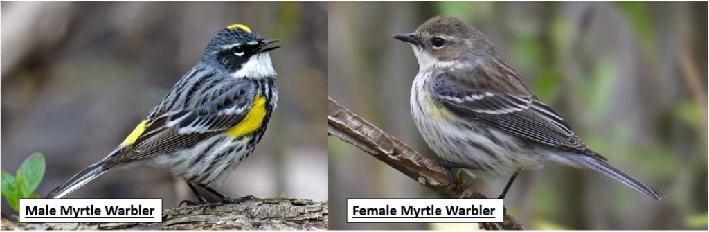 36 Warbler Species Found in Wisconsin! (w/Pics) - Bird Watching HQ
