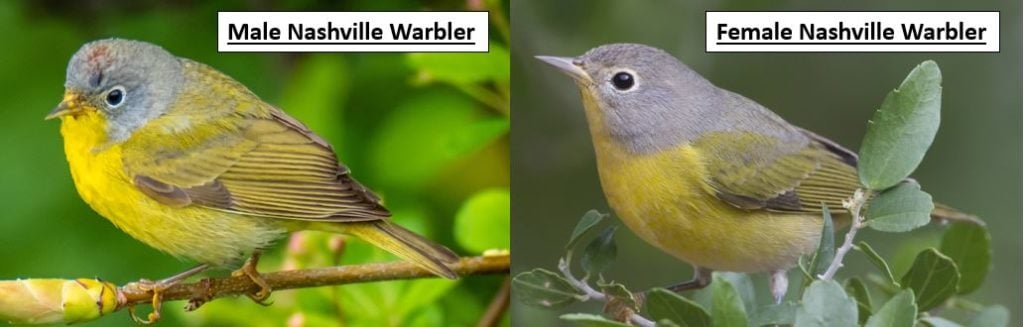 50 Warbler Species Found in the United States! (w/Pics) - Bird Watching HQ