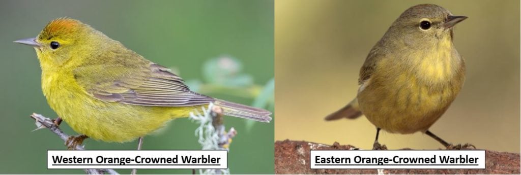 38 Warbler Species Found in Tennessee! (w/Pics) - Bird Watching HQ