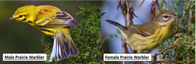 21 Birds That Are YELLOW in Tennessee! (ID GUIDE) - Bird Watching HQ