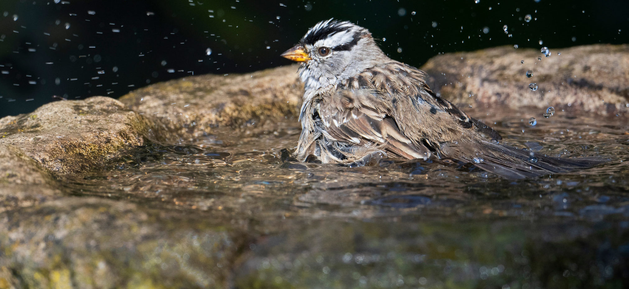 4 Proven Ways to Attract (NATIVE) Sparrows To Feeders! - Bird Watching HQ