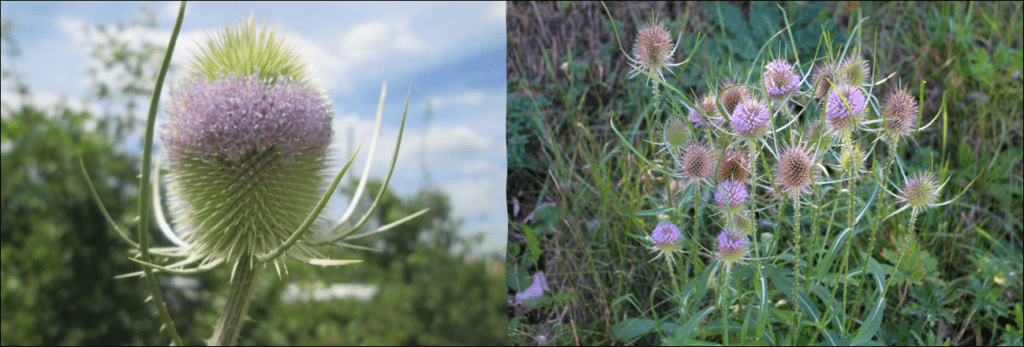 58 Common WILDFLOWERS Found in Wisconsin! (2023) - Bird Watching HQ