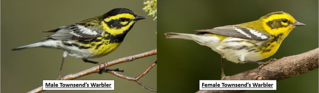 17 Birds That Are YELLOW in Arizona! (ID GUIDE) - Bird Watching HQ