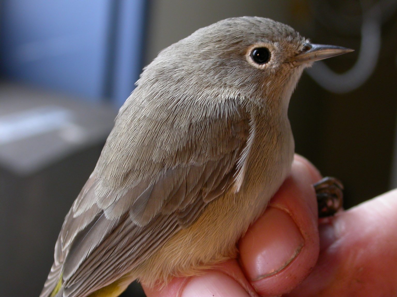 12 Warbler Species Found in California! (w/Pics) - Bird Watching HQ
