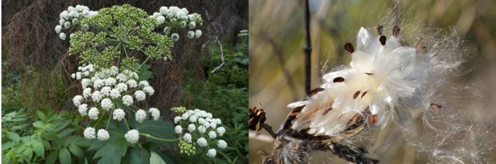 14 Types of Milkweed in Texas (AND One to Avoid!) - Bird Watching HQ