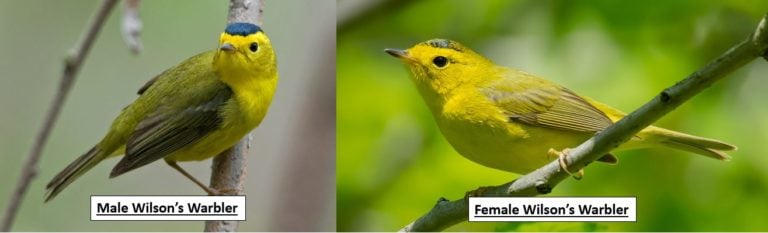 50 Warbler Species Found in the United States! (w/Pics) - Bird Watching HQ