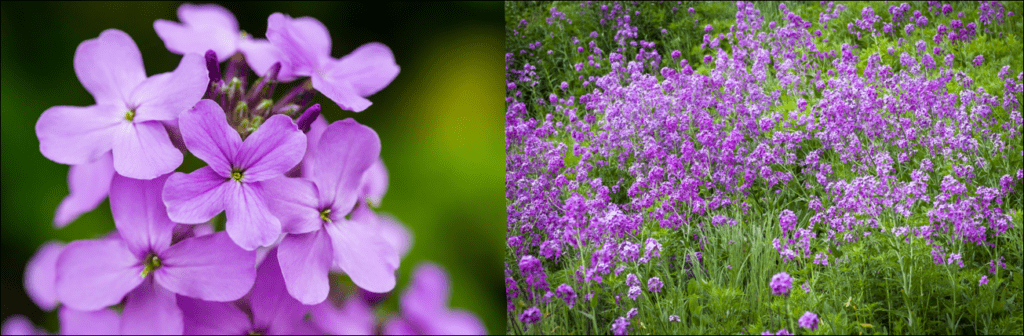 49 PURPLE Wildflowers in Texas! (ID Guide) - Bird Watching HQ