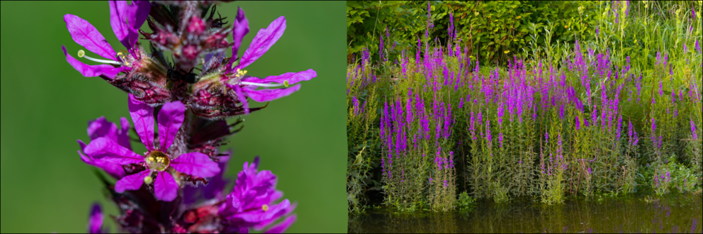 34 PURPLE Wildflowers in Wisconsin! (ID Guide) - Bird Watching HQ