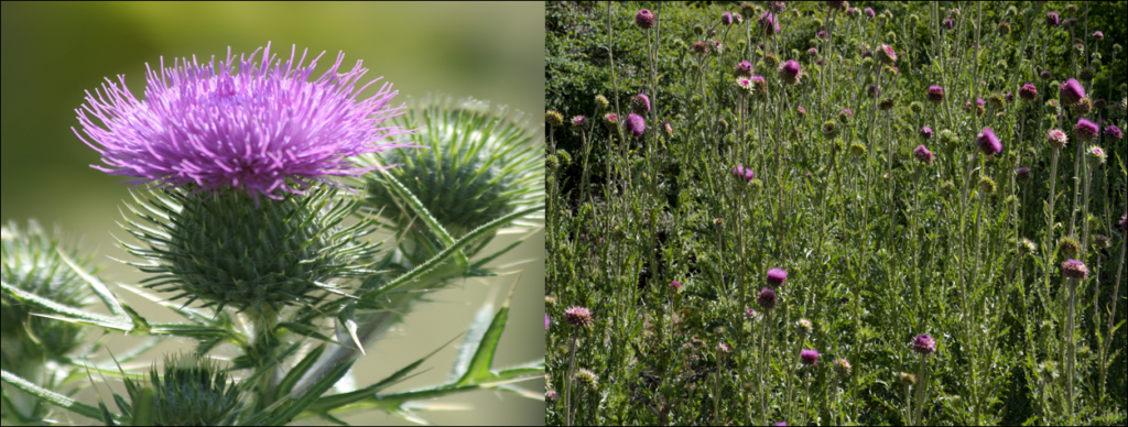 49 PURPLE Wildflowers in Texas! (ID Guide) - Bird Watching HQ