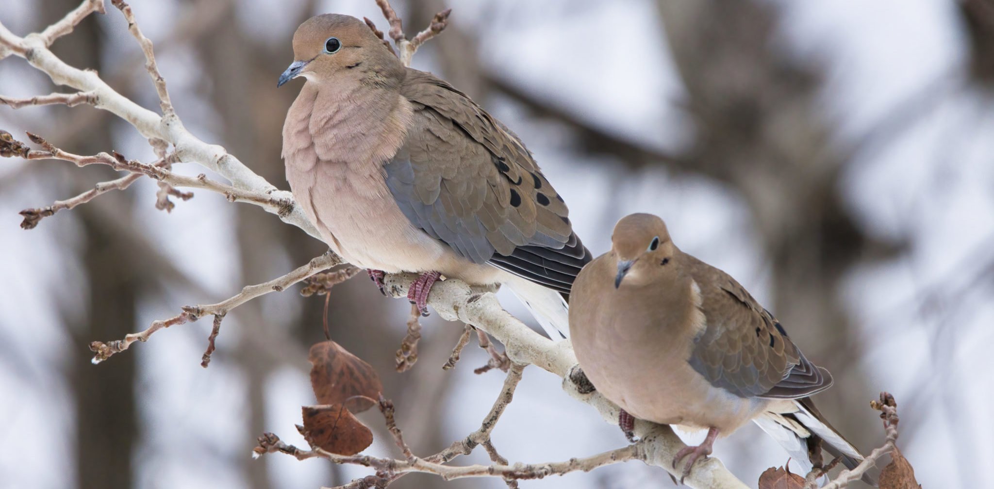 31 Common Birds in Newfoundland and Labrador! (2024) - Bird Watching HQ