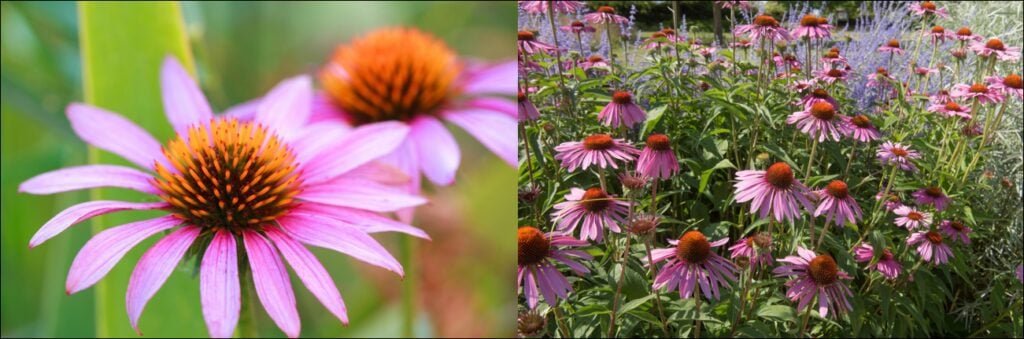 59 Common WILDFLOWERS Found in Canada! (2023) - Bird Watching HQ