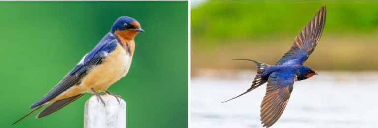 8 Birds That Are ORANGE in Ohio! (ID Guide) - Bird Watching HQ