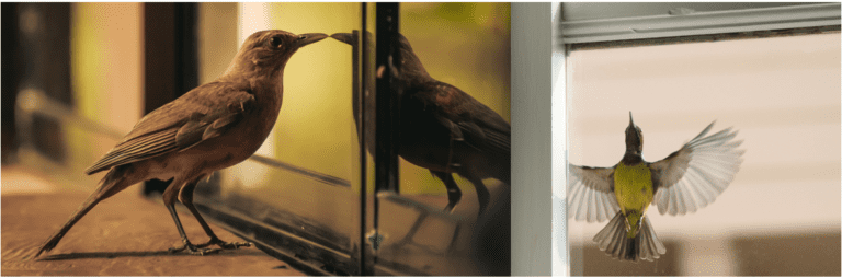 11 Ways to Stop Birds From Pecking Your Windows! (2025) - Bird Watching HQ