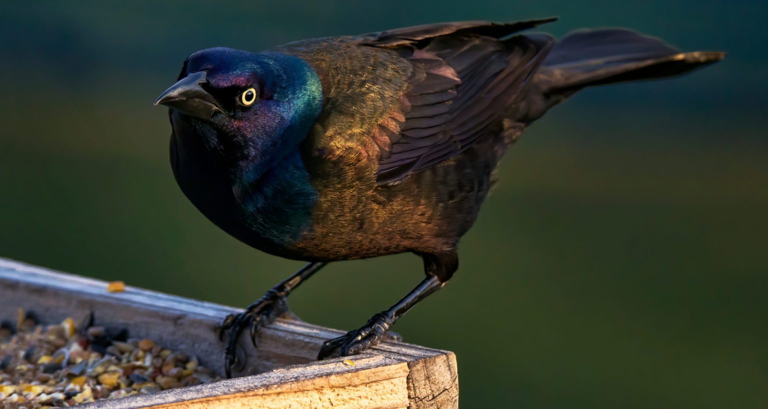 Common Grackle Calls (Learn 4 Common Sounds) - Bird Watching HQ