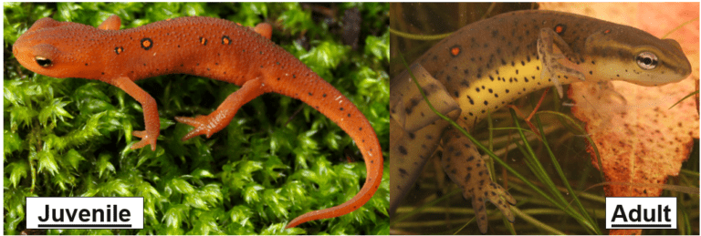 9 Types of Salamanders in Quebec! (ID Guide) - Bird Watching HQ