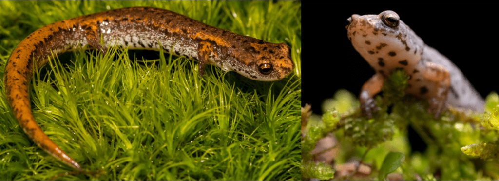 21 Types of Salamanders in Kentucky! (ID Guide) - Bird Watching HQ