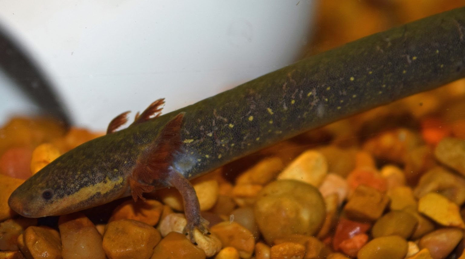20 Types of Salamanders in Georgia! (ID Guide) - Bird Watching HQ