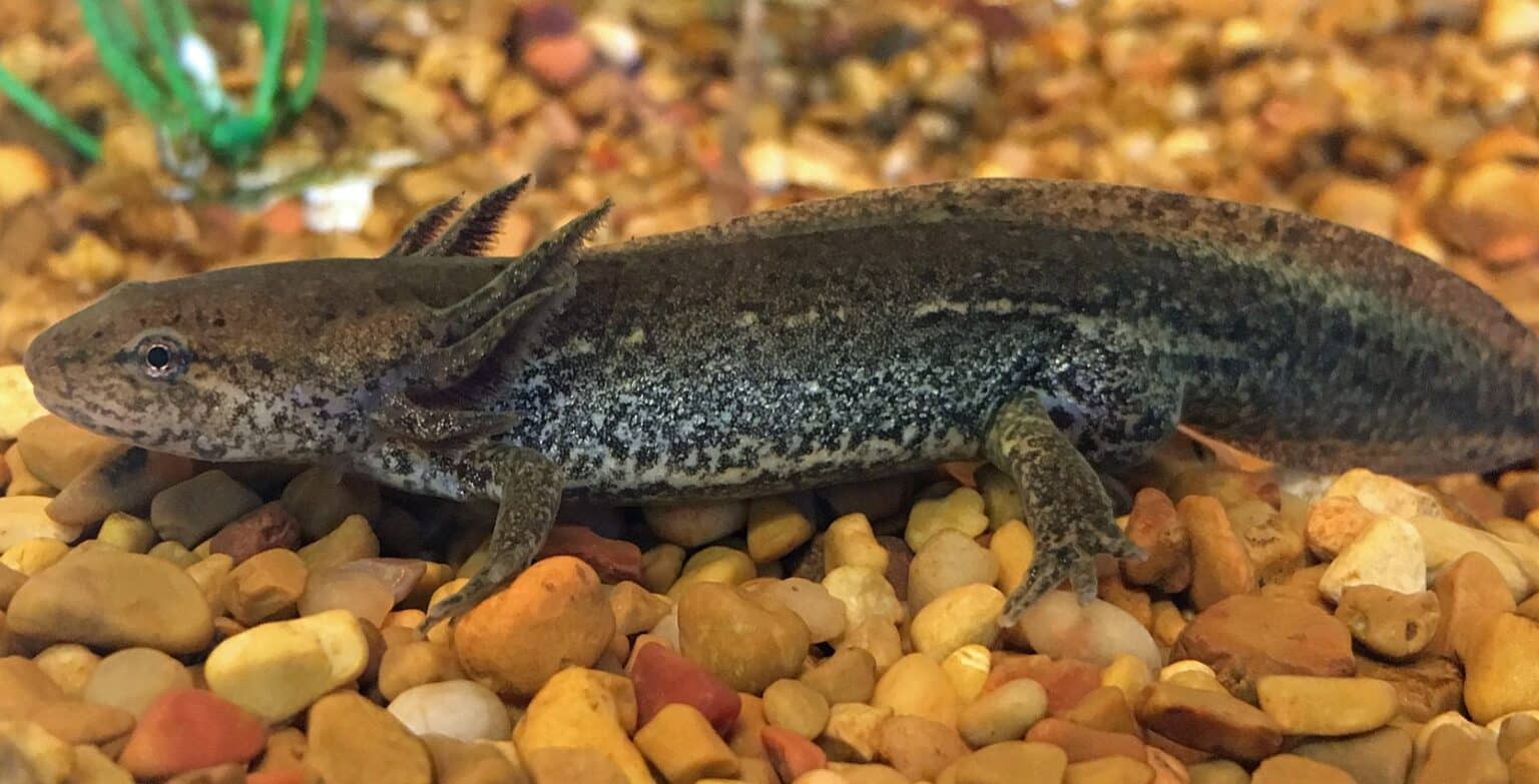 21 Types of Salamanders in Kentucky! (ID Guide) - Bird Watching HQ