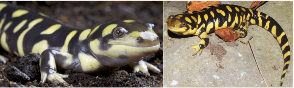 11 Types of Salamanders in Texas! (ID Guide) - Bird Watching HQ
