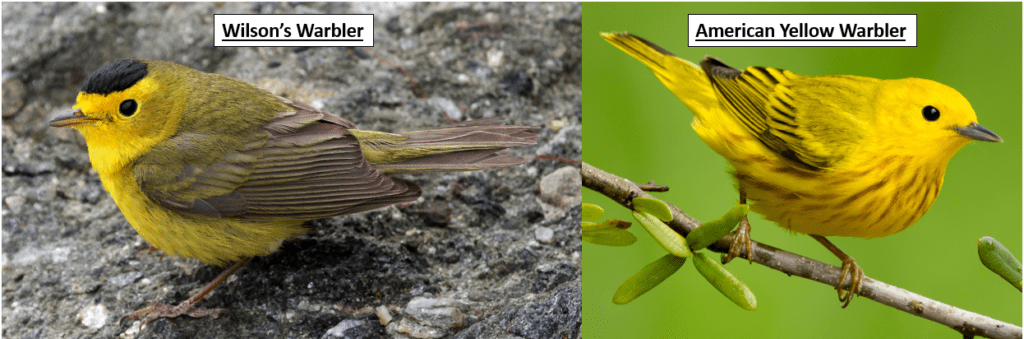 17 Birds That Are YELLOW in California! (ID GUIDE) - Bird Watching HQ