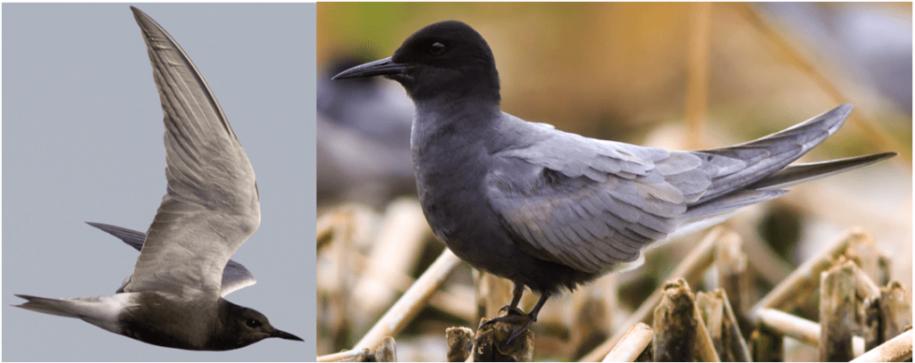 18 Types of Gulls (and Terns) Found in Canada! - Bird Watching HQ