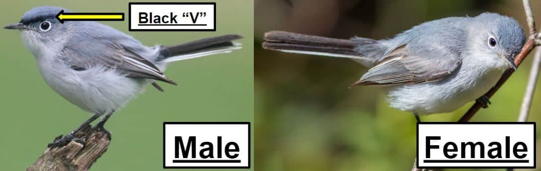 24 SMALL Birds that live in Arizona (2025) - Bird Watching HQ