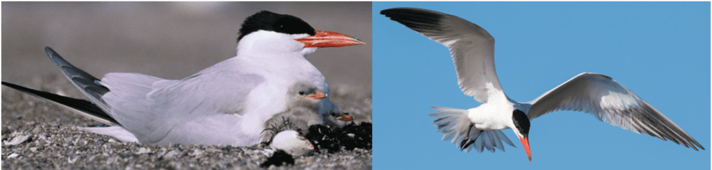 18 Types of Gulls (and Terns) Found in Canada! - Bird Watching HQ